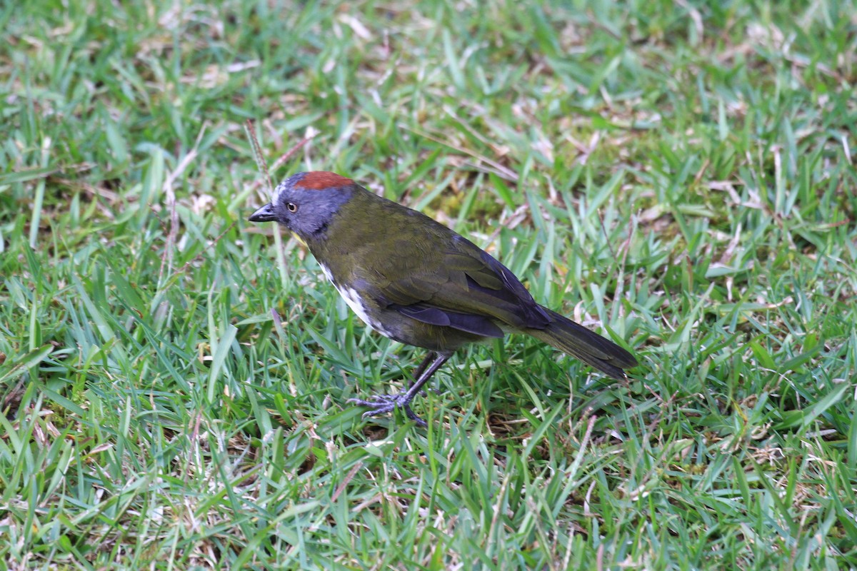 eBird Checklist - 20 Jun 2015 - Kumul Lodge - 38 species