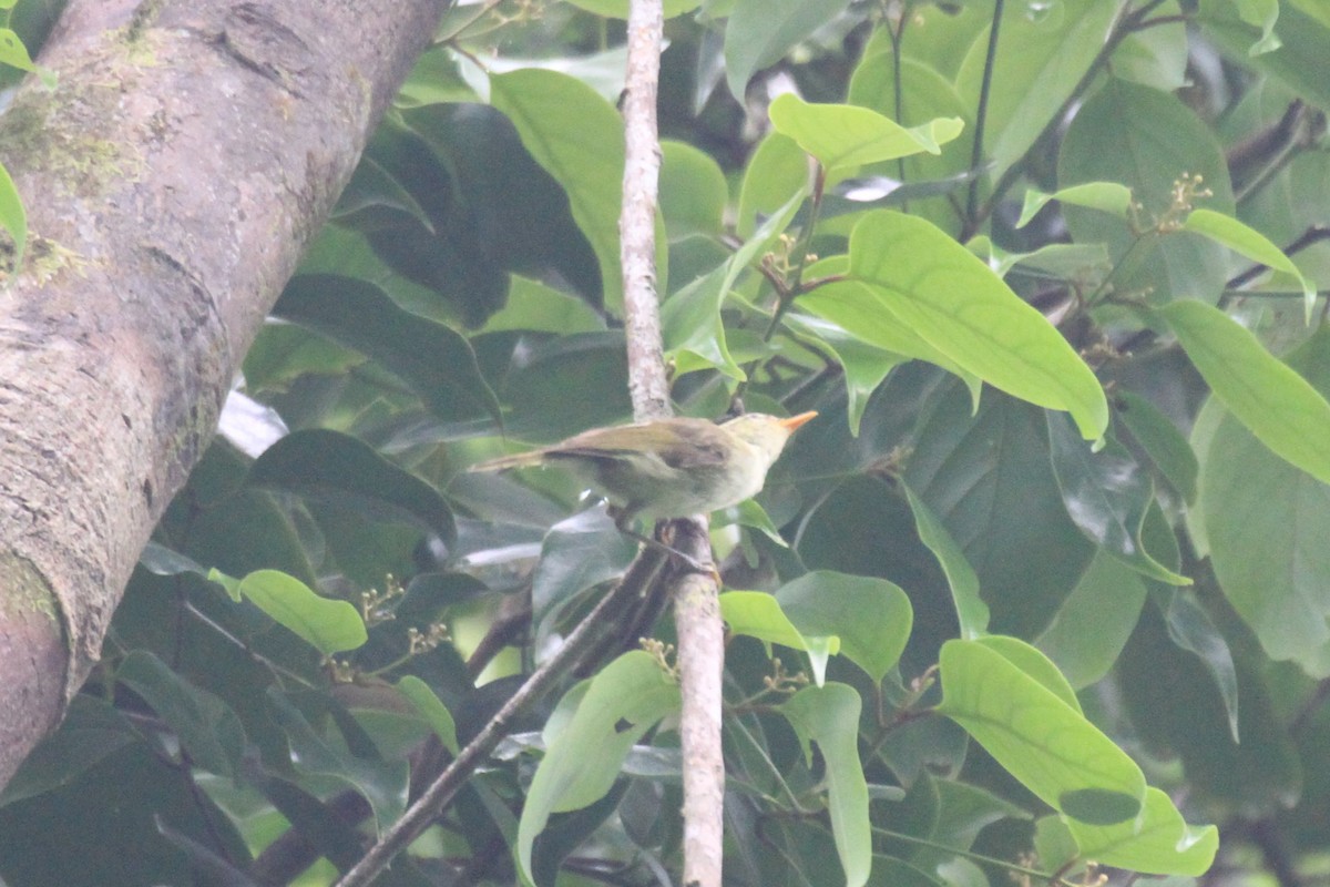 Island Leaf Warbler (Kai) - eBird