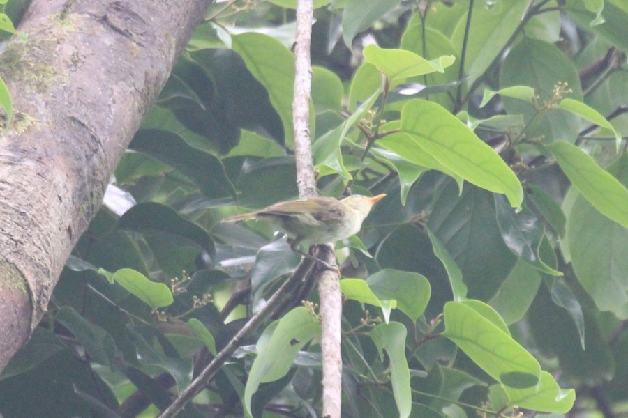 Island Leaf Warbler (Kai) - eBird
