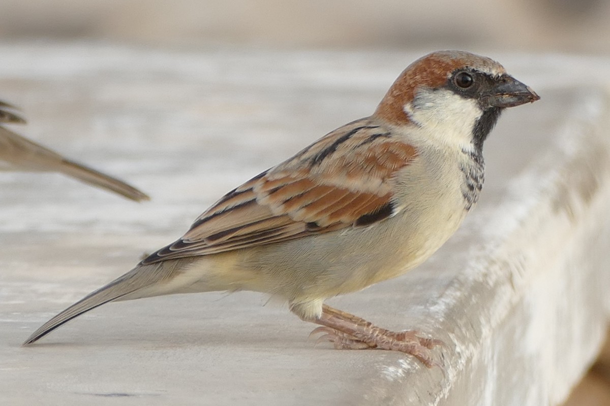 House x Somali Sparrow (hybrid) - eBird