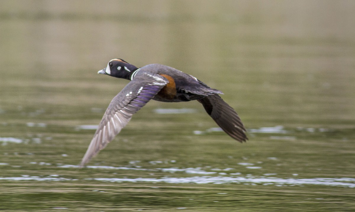 eBird Checklist - 15 Jun 2013 - US-AK-YUK-Tozikaket Bush Camp - 6 species