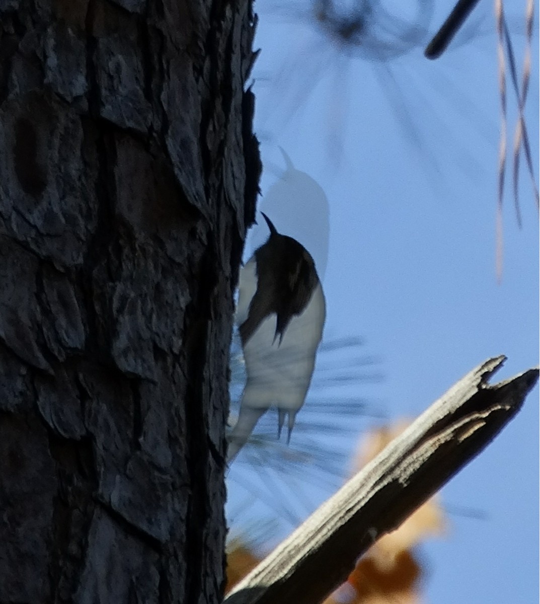eBird Checklist - 29 Dec 2013 - Edith L. Moore Nature Sanctuary (UTC ...