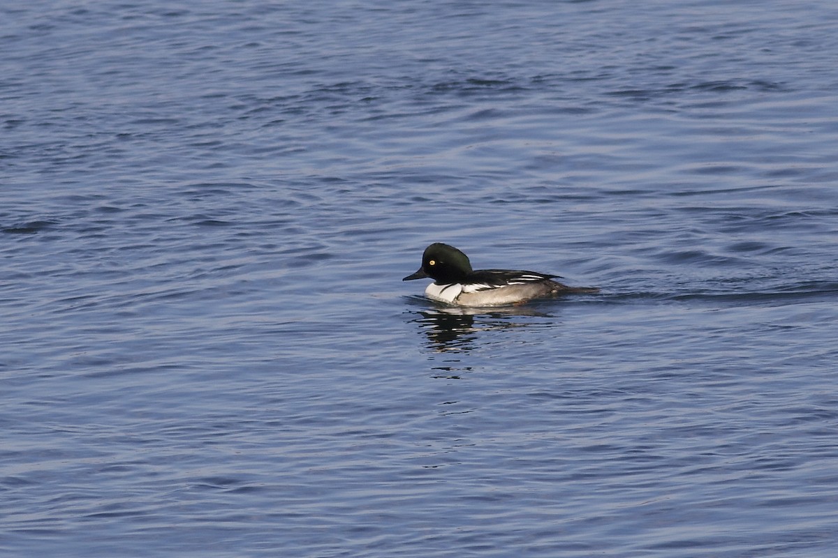 eBird Checklist - 21 Feb 2015 - Gloucester Fisherman's Monument - 22 ...
