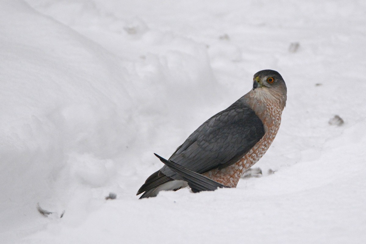 eBird Québec Checklist - 15 Dec 2018 - 45 rue Pierre-Bouchard - 2 species