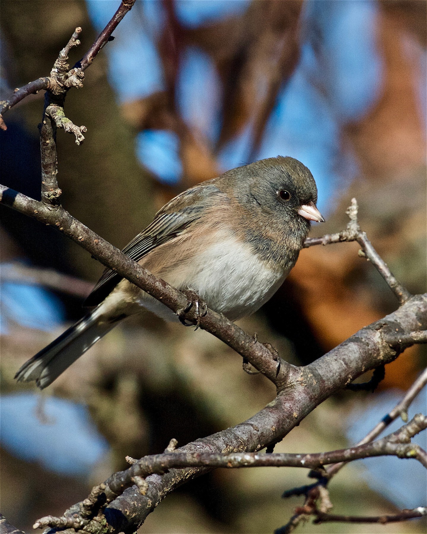 Dark-eyed Junco (Slate-colored/cismontanus) - eBird