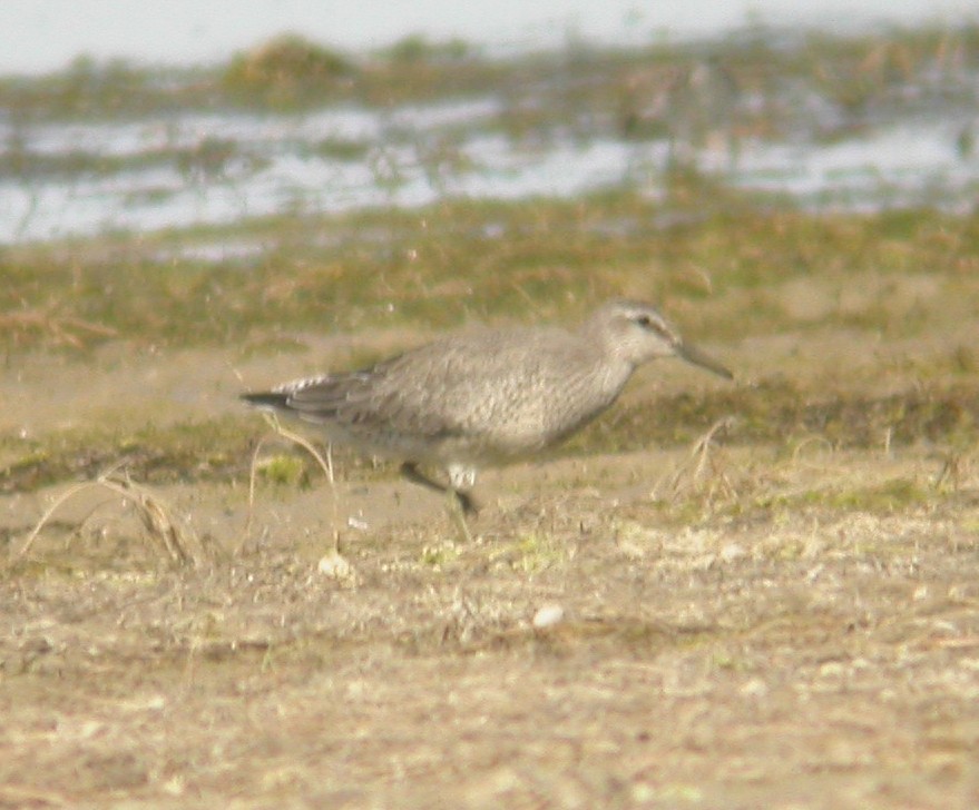 eBird Checklist - 13 Sep 2004 - Jumbo Reservoir (Logan Co) - 40 species