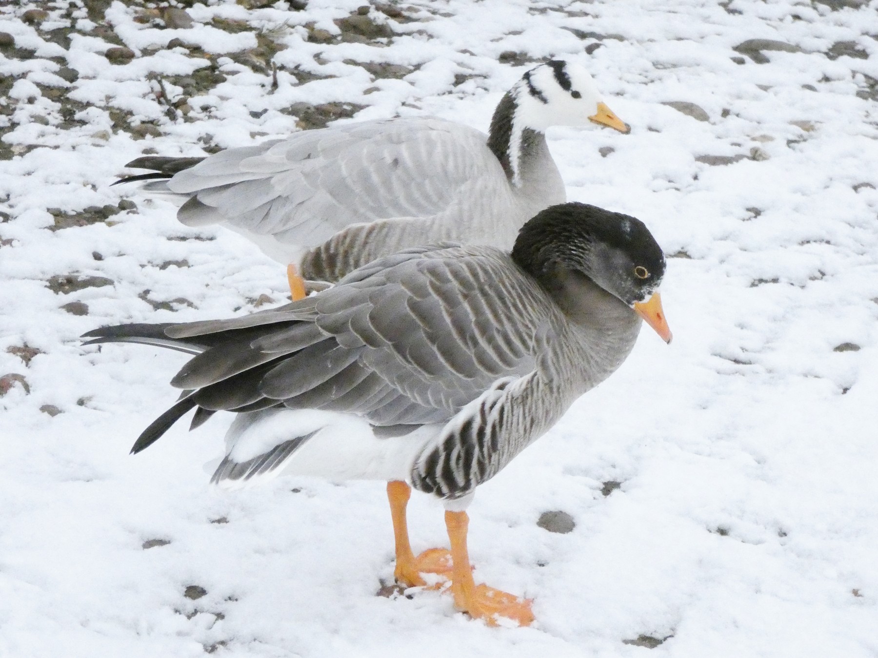 Bar-headed x Greater White-fronted Goose (hybrid) - eBird