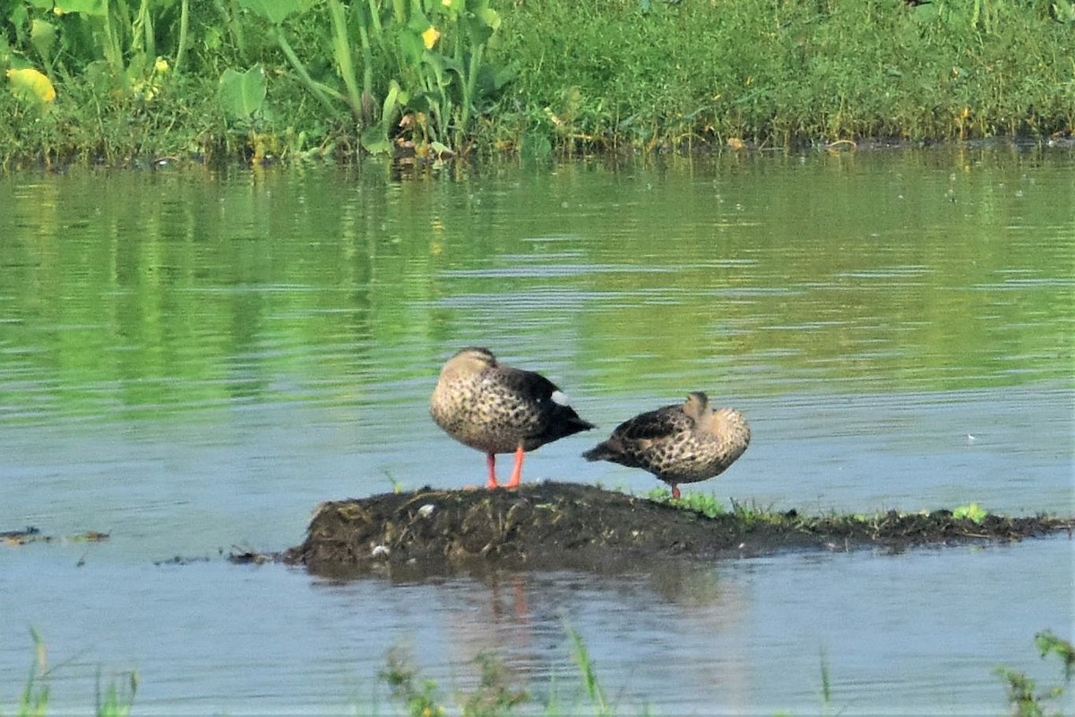 eBird India Checklist - 11 Dec 2018 - Punchakari, Kerala, IN (8.449, 76 ...