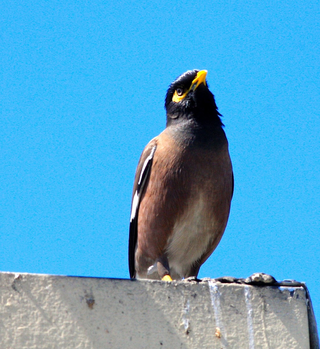 eBird Checklist - 8 Mar 2014 - US-FL-Miami-5625 SW 137th Ave - 4 species