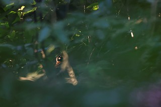 Hainan Partridge - Arborophila ardens - Birds of the World