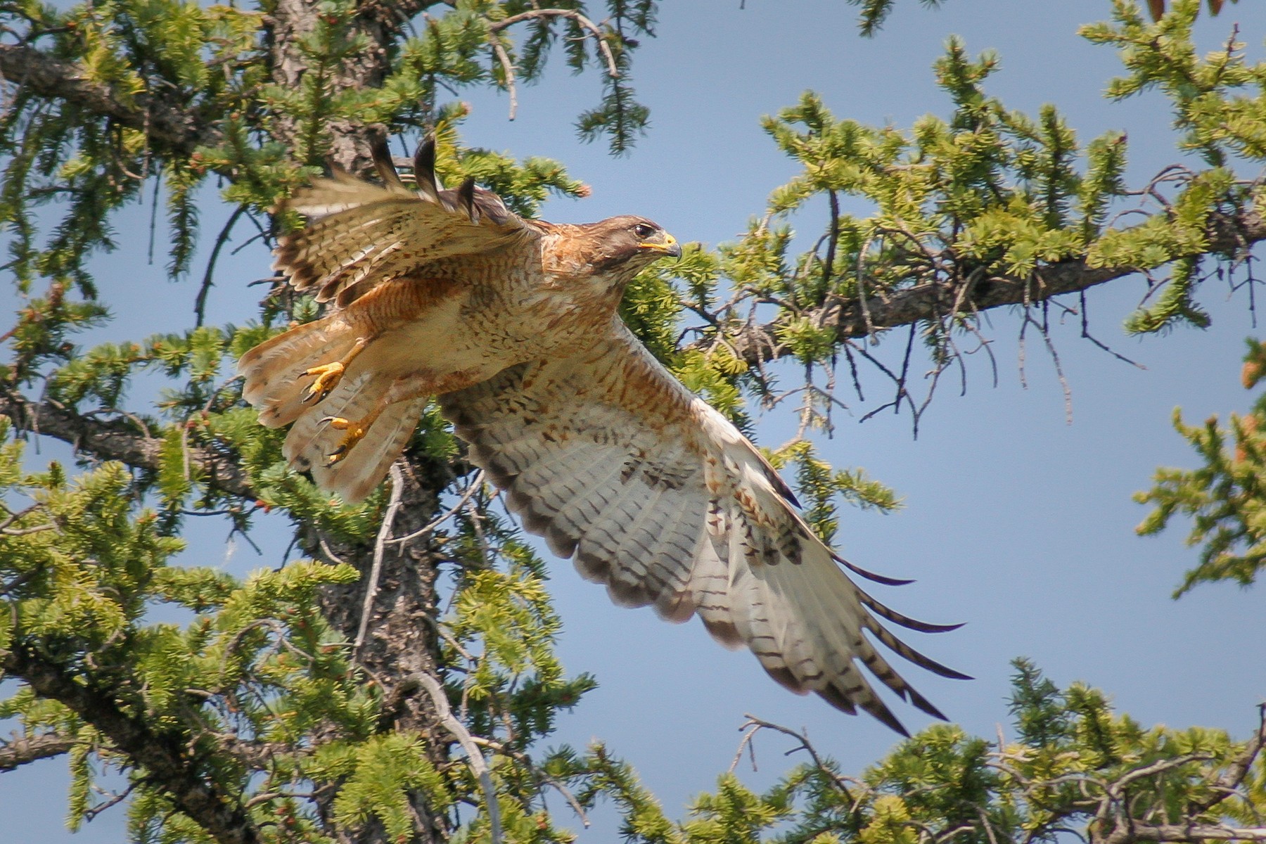Red-tailed x Ferruginous Hawk (hybrid) - eBird