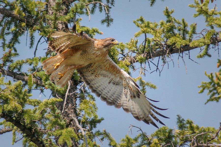 Red-tailed x Ferruginous Hawk (hybrid) - eBird