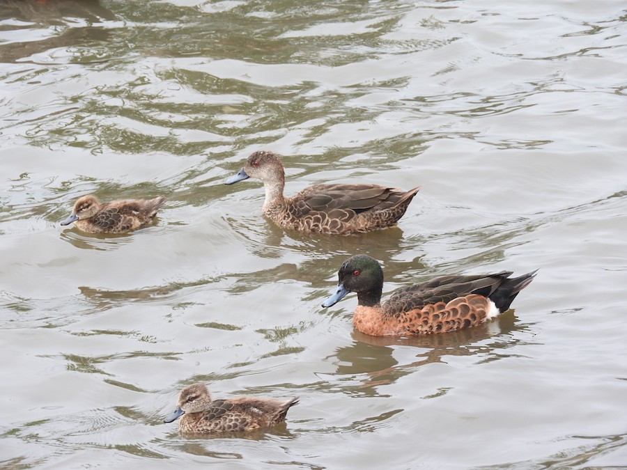 Gray x Chestnut Teal (hybrid) - eBird