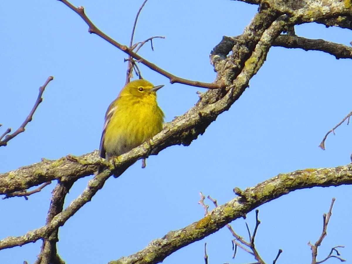 eBird Checklist - 21 Mar 2015 - Mark Twain NF--Pine Ridge Recreation ...