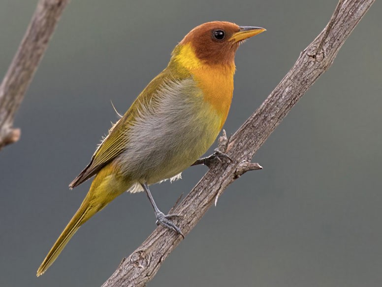 Rufous-headed Tanager - eBird