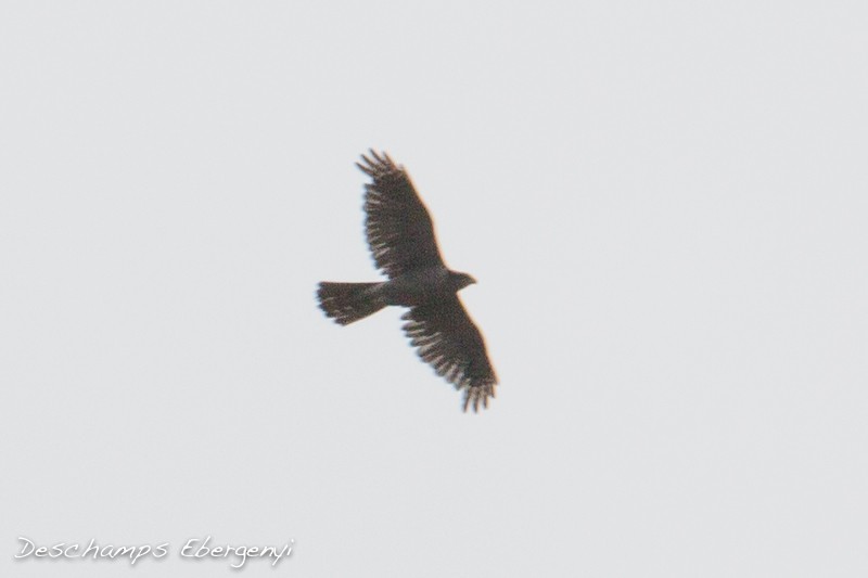eBird Checklist - 10 Aug 2013 - NL- pared - 5 species