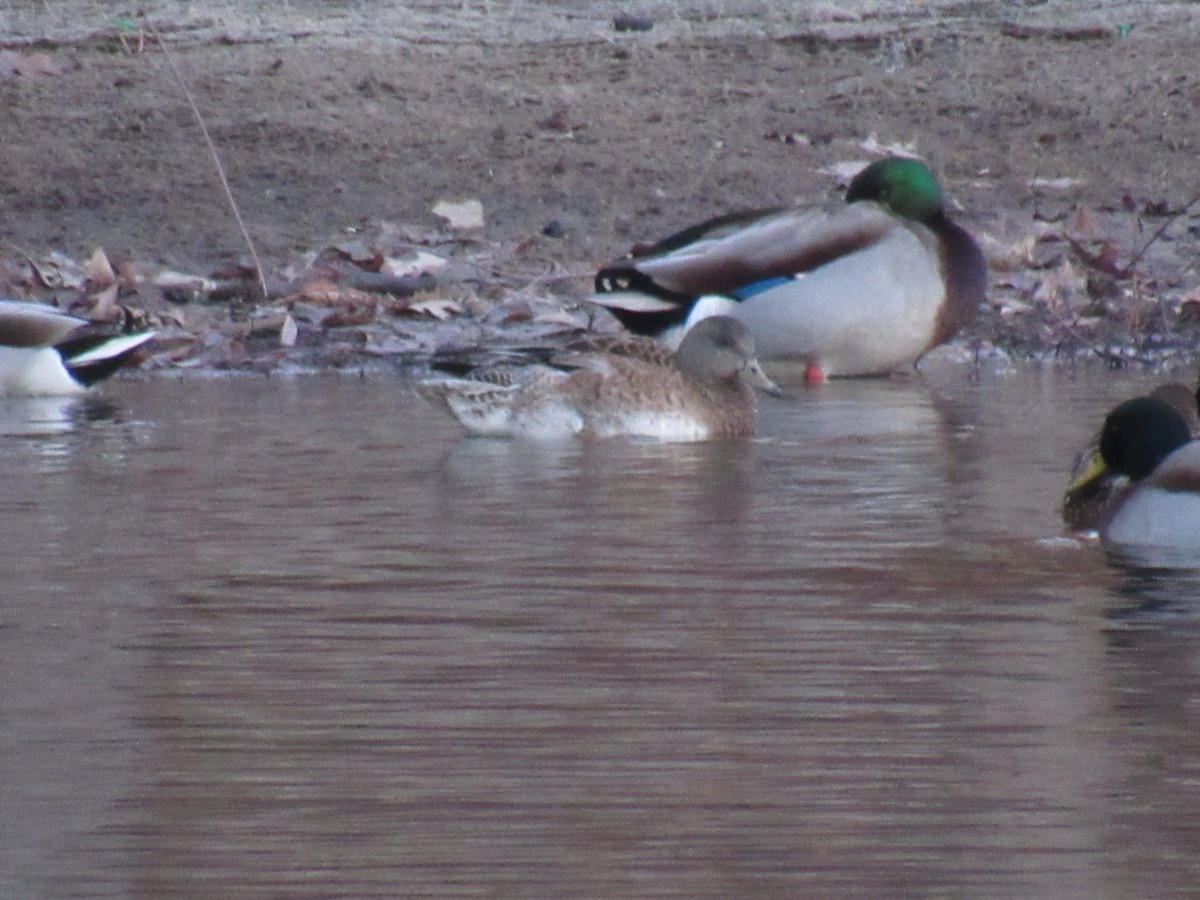 eBird Checklist - 18 Dec 2018 - Garret Mountain Reservation (Park) - 21 ...