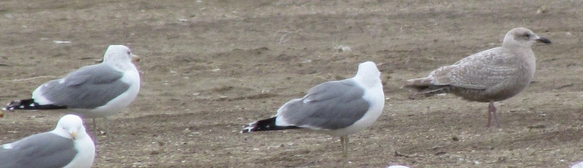 eBird Checklist - 8 Mar 2013 - Lancaster Landfill - 8 species