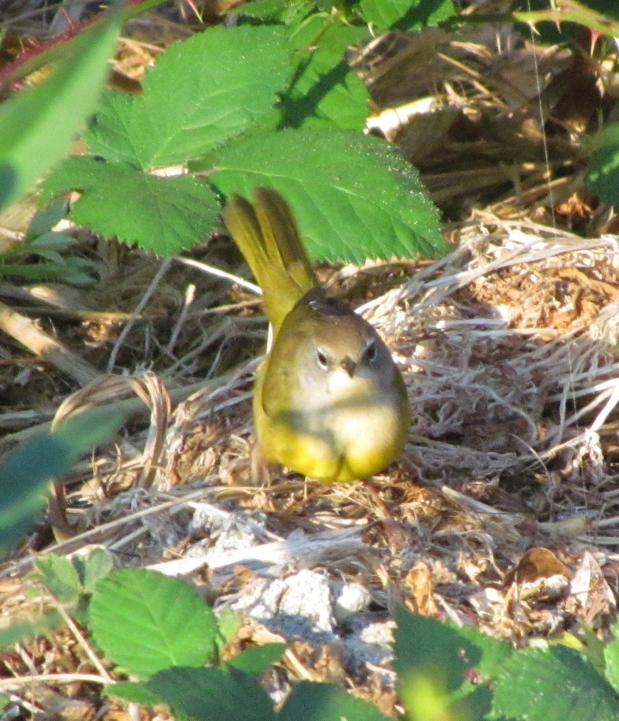 MacGillivray's Warbler x Common Yellowthroat (hybrid) - eBird