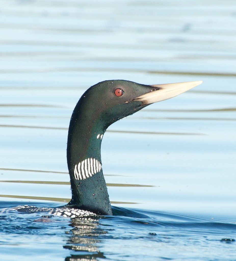 ML129815591 Yellow-billed Loon Macaulay Library