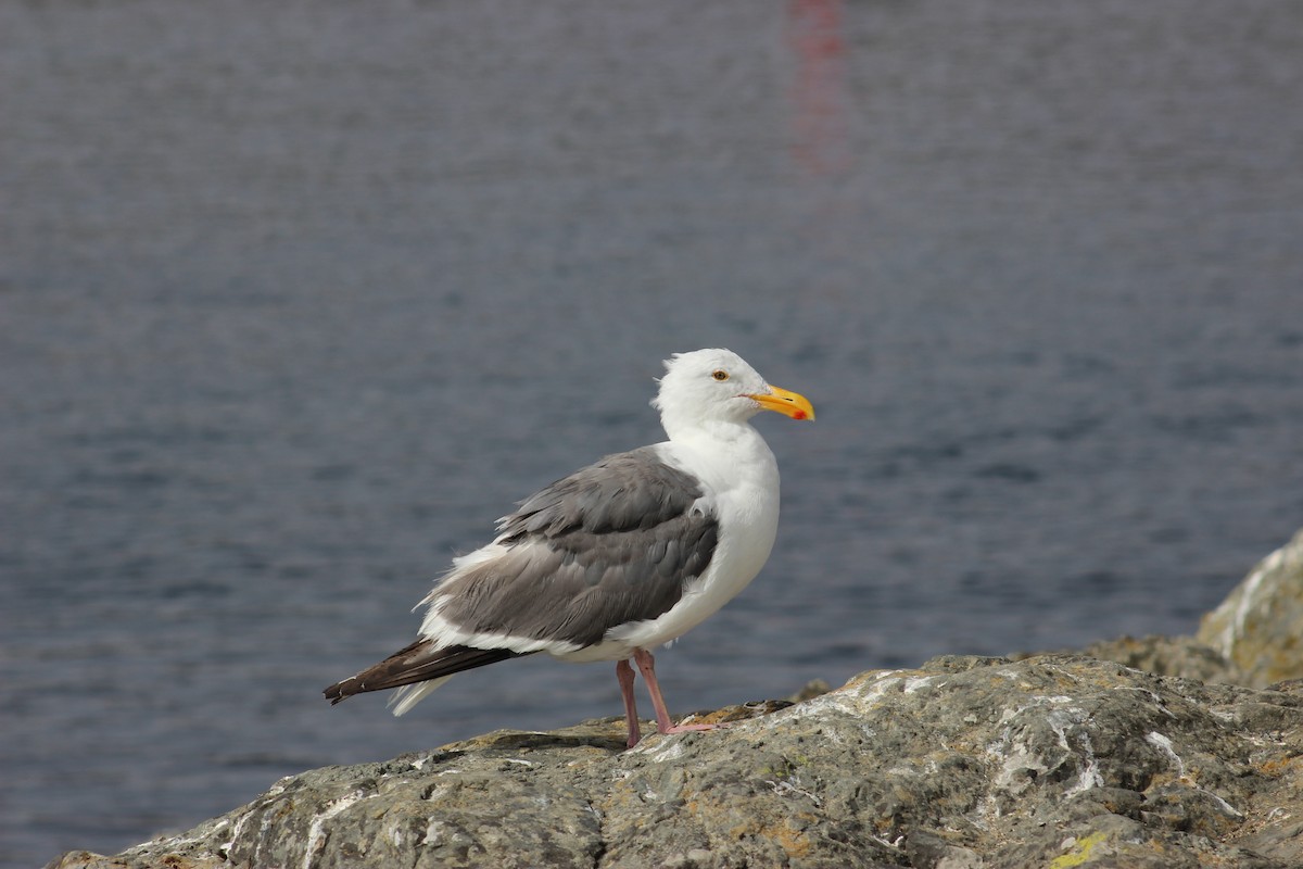 eBird Checklist - 1 Sep 2016 - Doran Regional Park - entrance pond to ...