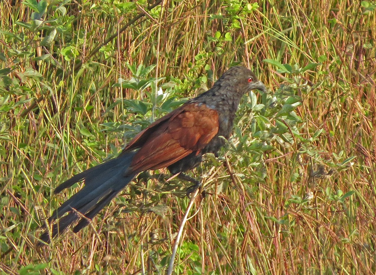 eBird Checklist - 28 Oct 2016 - Arpora region - 27 species
