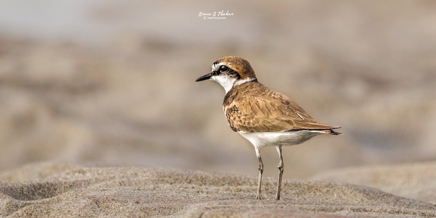 Chorlo (Charadriidae) indeterminado - eBird