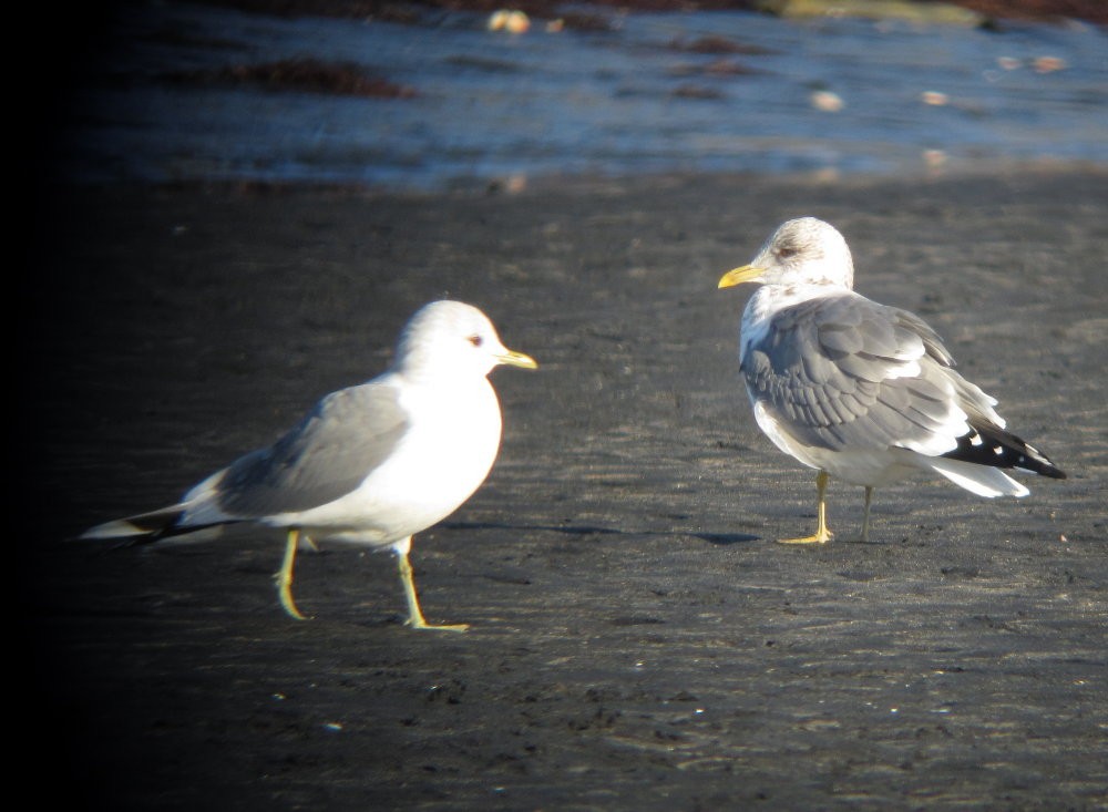 eBird Checklist - 15 Feb 2013 - Kodiak Is.--City of Kodiak (includes ...