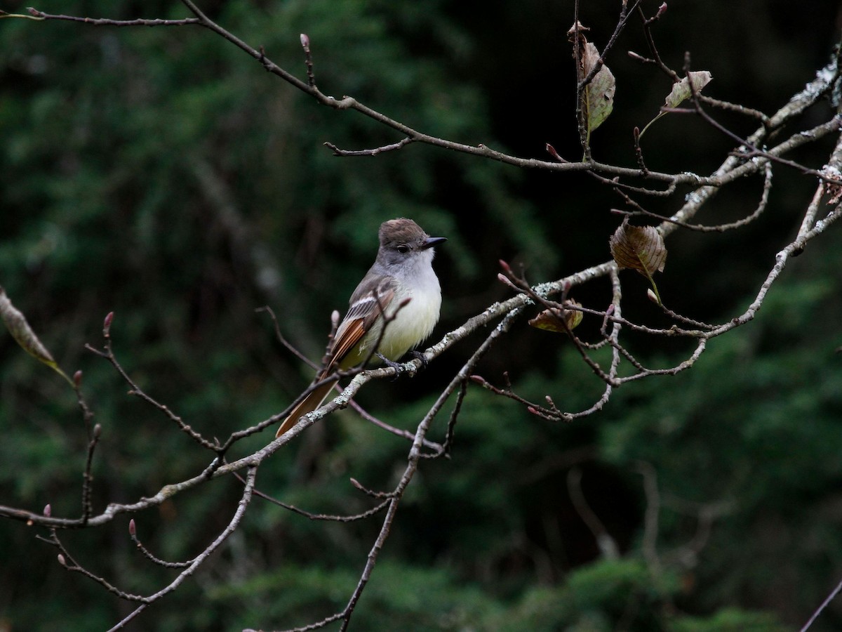 eBird Checklist - 7 Nov 2012 - Ketchikan (town) - 12 species