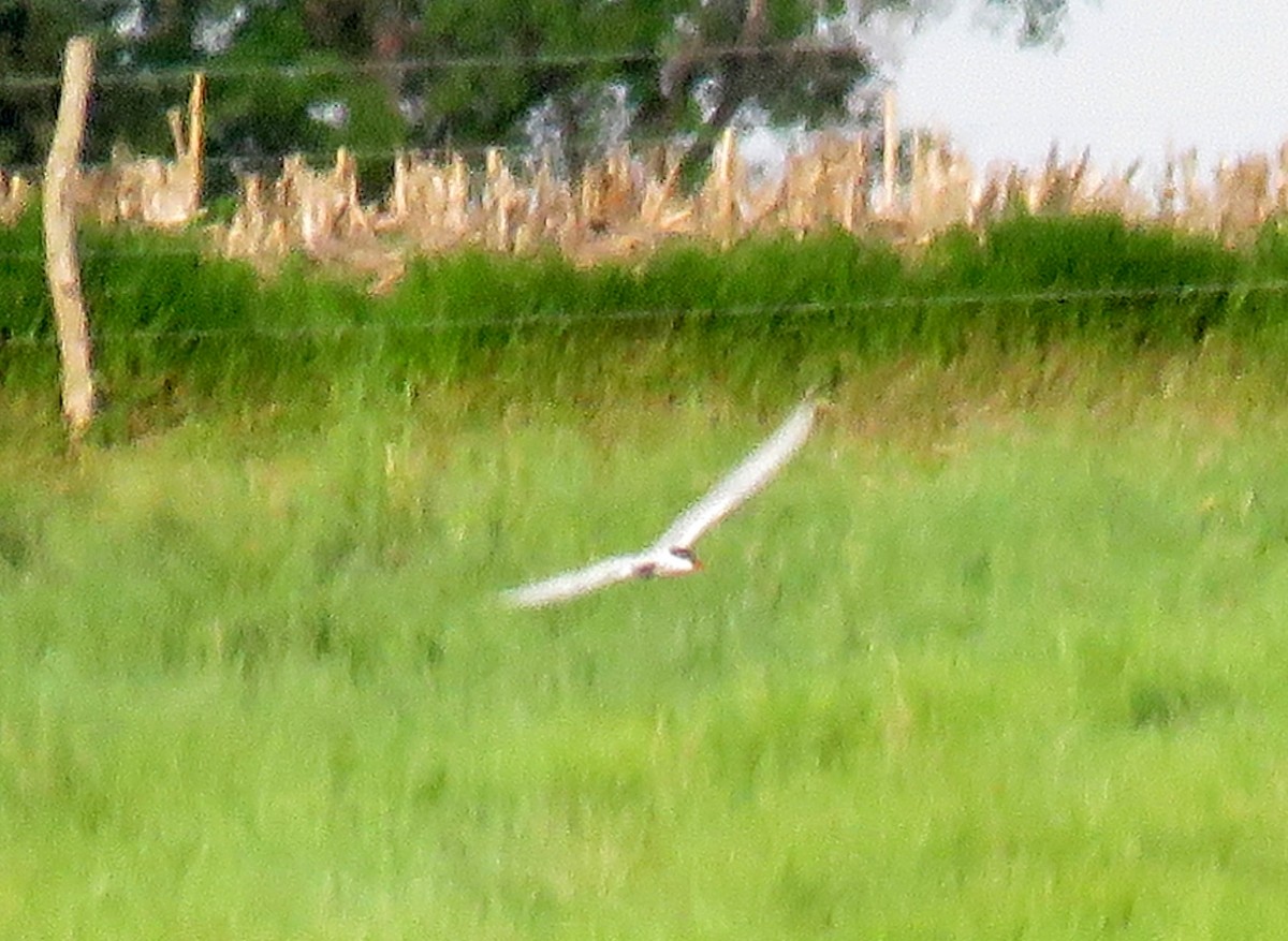 eBird Checklist - 31 May 2015 - Marsh Duck WMA - 41 species (+1 other taxa)