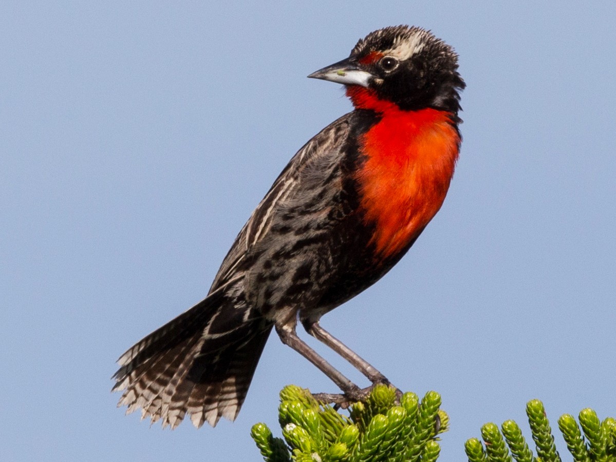 Loica peruana - eBird