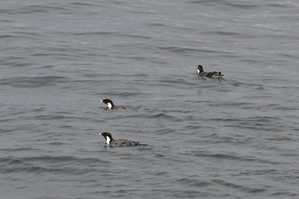 eBird Checklist - 28 Nov 2018 - East Sooke Regional Park--Beechey Head ...