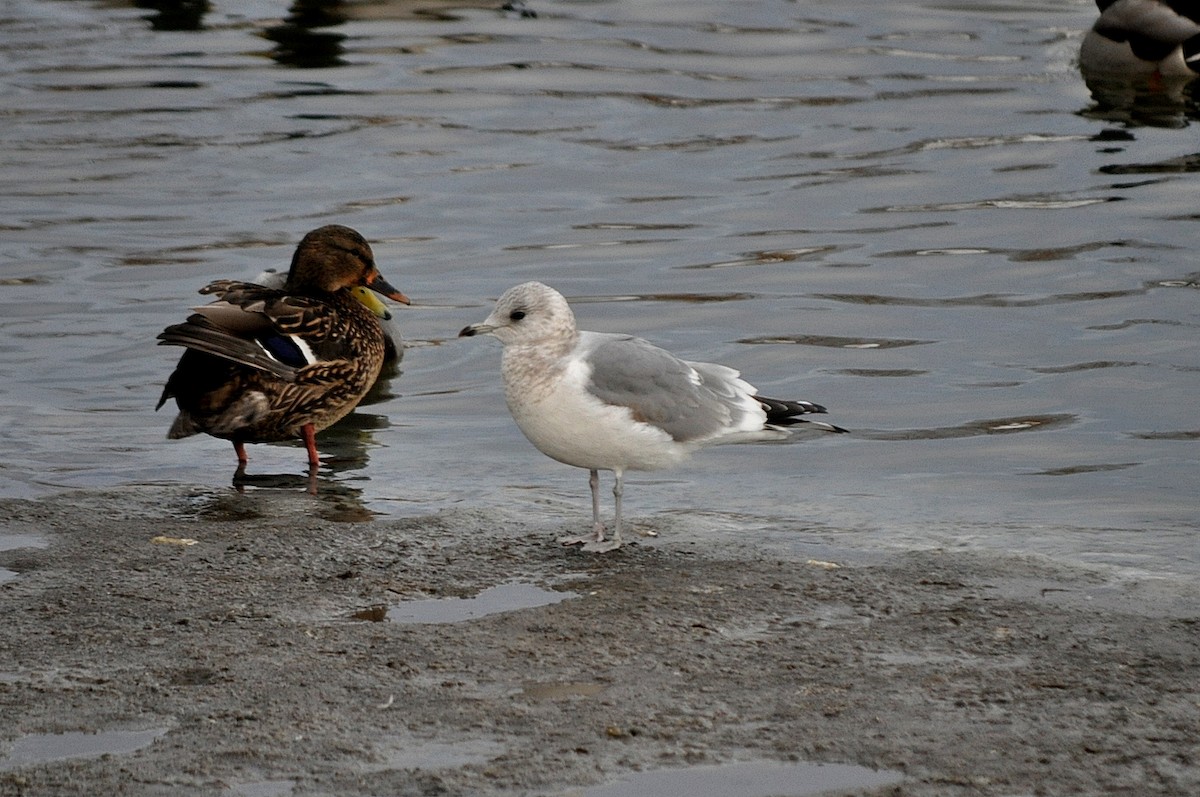 eBird Checklist - 26 Jan 2014 - Cuddy Family Midtown Park - 4 species