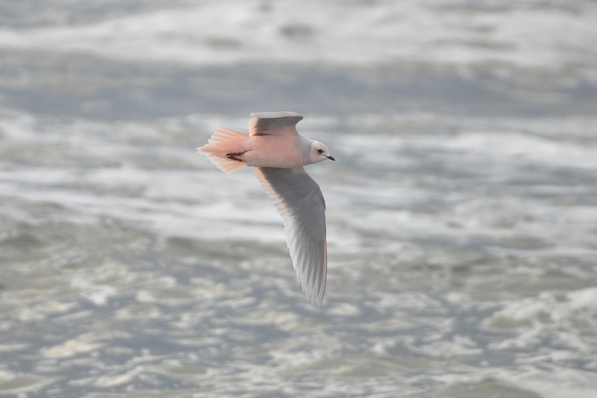 eBird Checklist - 4 Oct 2014 - Barrow - 14 species