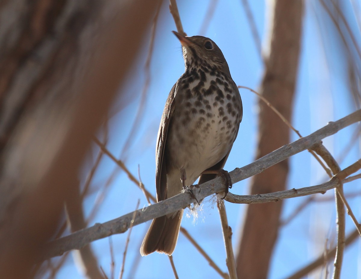 eBird Checklist - 26 Dec 2018 - Sedona Wetlands Preserve - 22 species