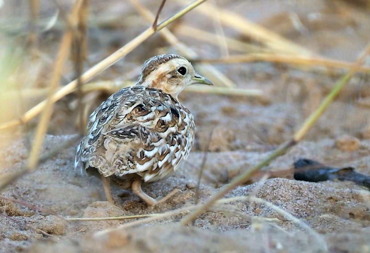 Quail-plover - Ortyxelos meiffrenii - Birds of the World