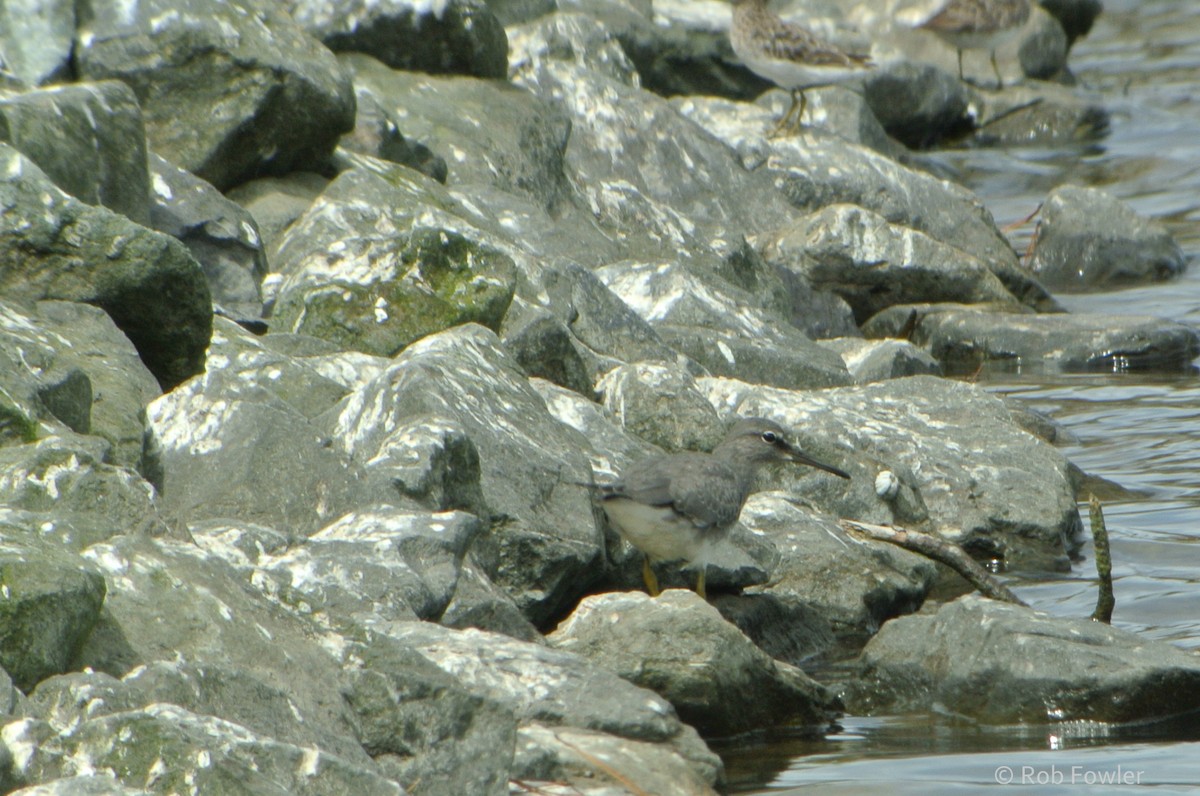 eBird Checklist - 24 Aug 2013 - Arcata Marsh and Wildlife Sanctuary ...