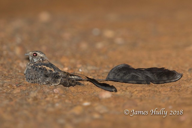 Standard Winged Nightjar Flying