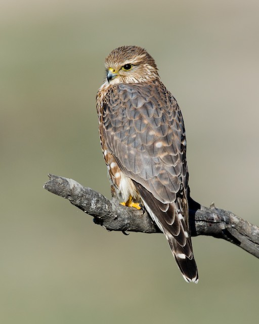 Juvenile Merlin