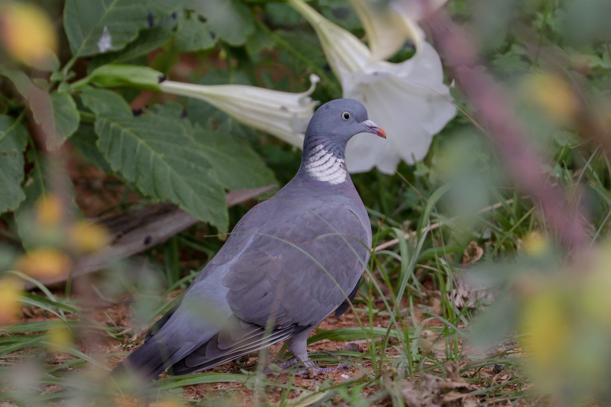eBird Checklist - 31 Dec 2018 - Sheraton Club des Pins Resort - 15 species