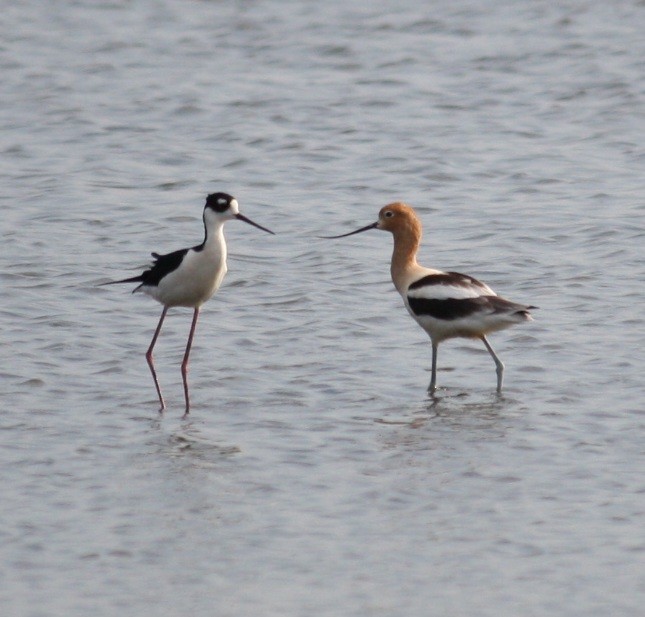 eBird Checklist - 12 May 2012 - Newnans Lake Conservation Area--North ...