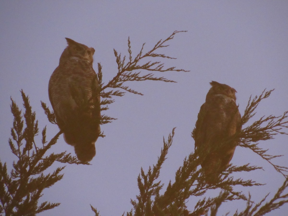 eBird Checklist - 29 Dec 2018 - San Bruno Mountain Park - 1 species