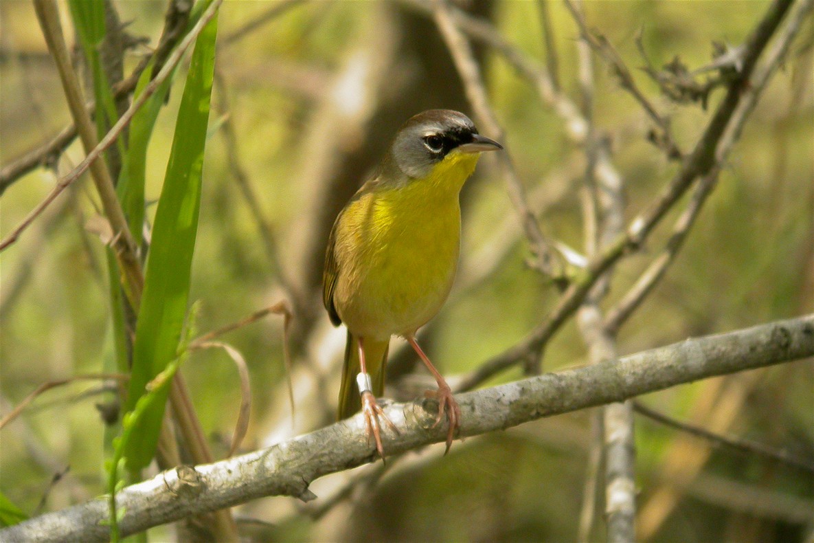 Grey-crowned x Common Yellowthroat (hybrid) - eBird