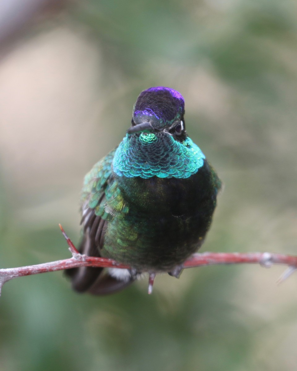 eBird Checklist - 31 Dec 2018 - Madera Canyon--Santa Rita Lodge - 17 ...