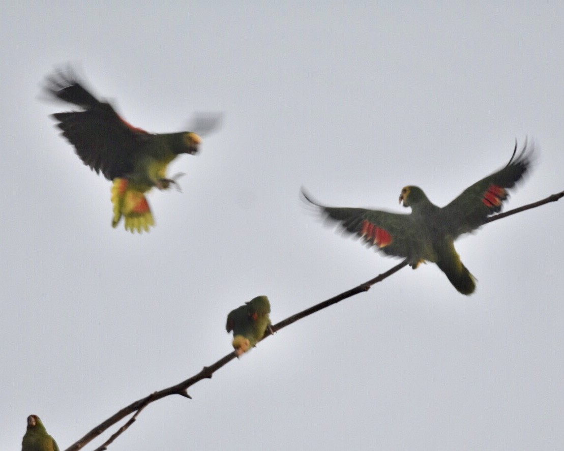 eBird Checklist - 30 Dec 2018 - Angels Community Park (Parrot Roost ...
