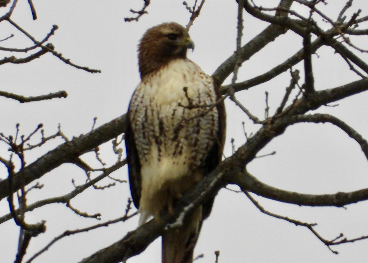 eBird Checklist - 1 Jan 2019 - Chippewa Nature Center - 8 species