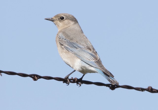 Female Mountain Bluebird Flying