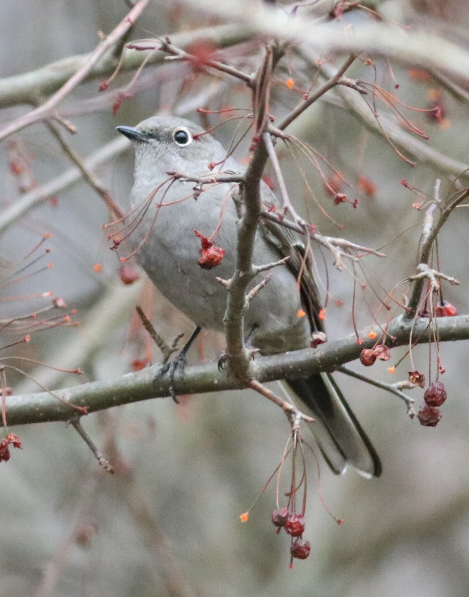 eBird Checklist - 3 Jan 2019 - Yellow Creek SP--Camp Seph Mack ...