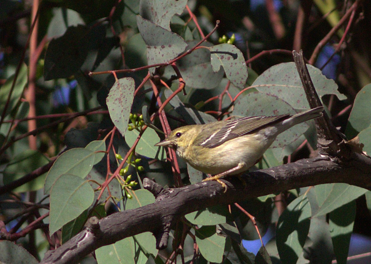 eBird Checklist - 8 Dec 2013 - Westminster Memorial Park - 27 species ...