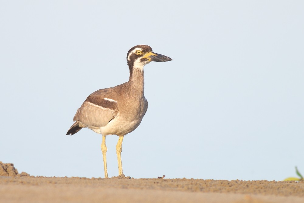eBird Checklist - 5 Jan 2019 - Shoalhaven Heads Inlet - 30 species (+1 ...